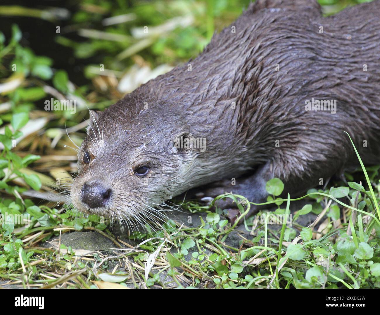 The Eurasian european otter is a marten adapted to aquatic life and is ...