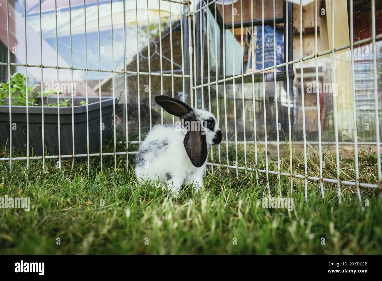 Little bunny is sitting in an outdoor compound. Green grass, spring ...