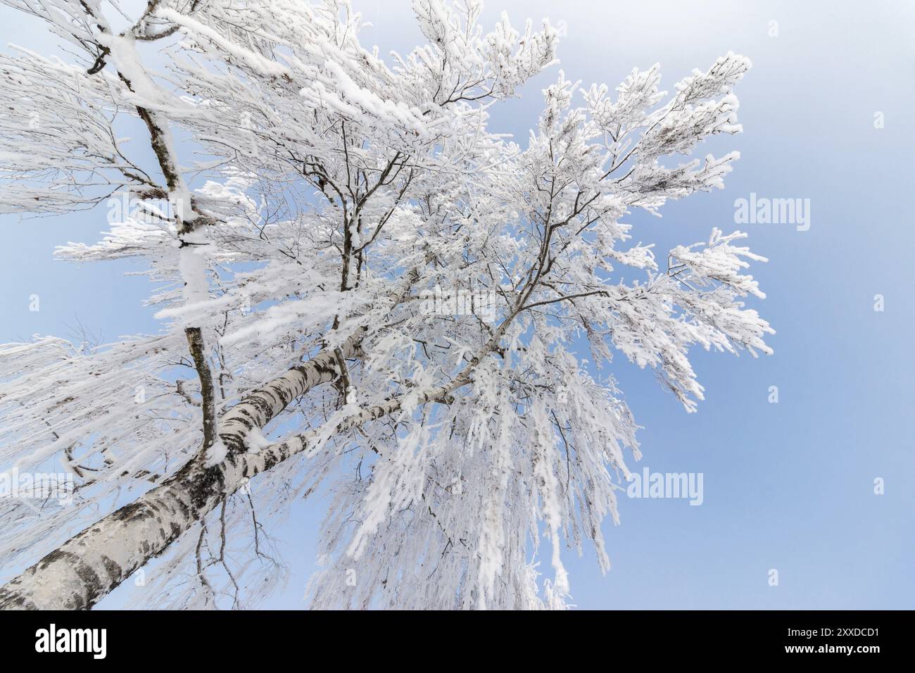 Snow and frost covered trees in January. Winter in Austria Stock Photo ...