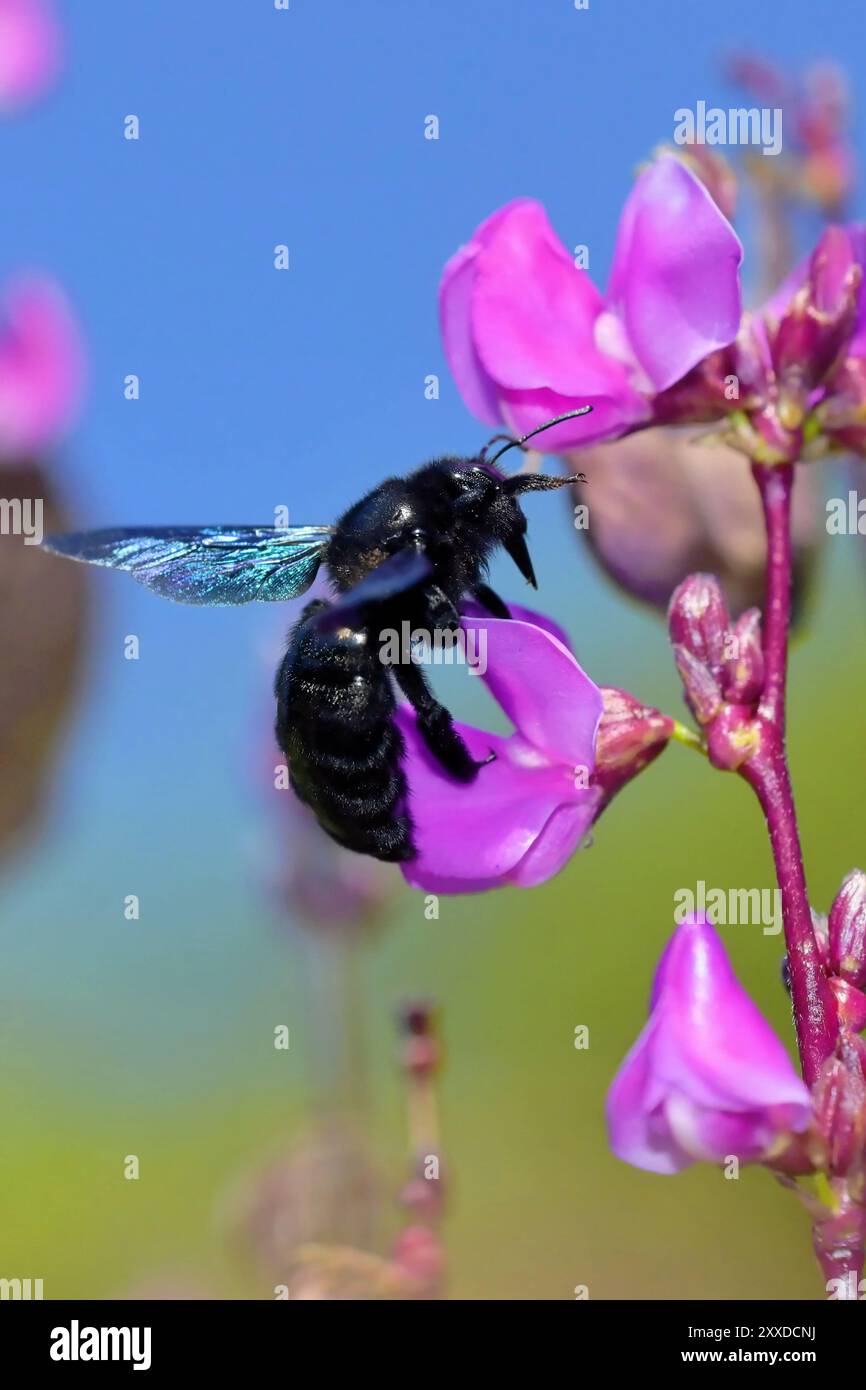 Australian scorpion animal hi-res stock photography and images - Alamy