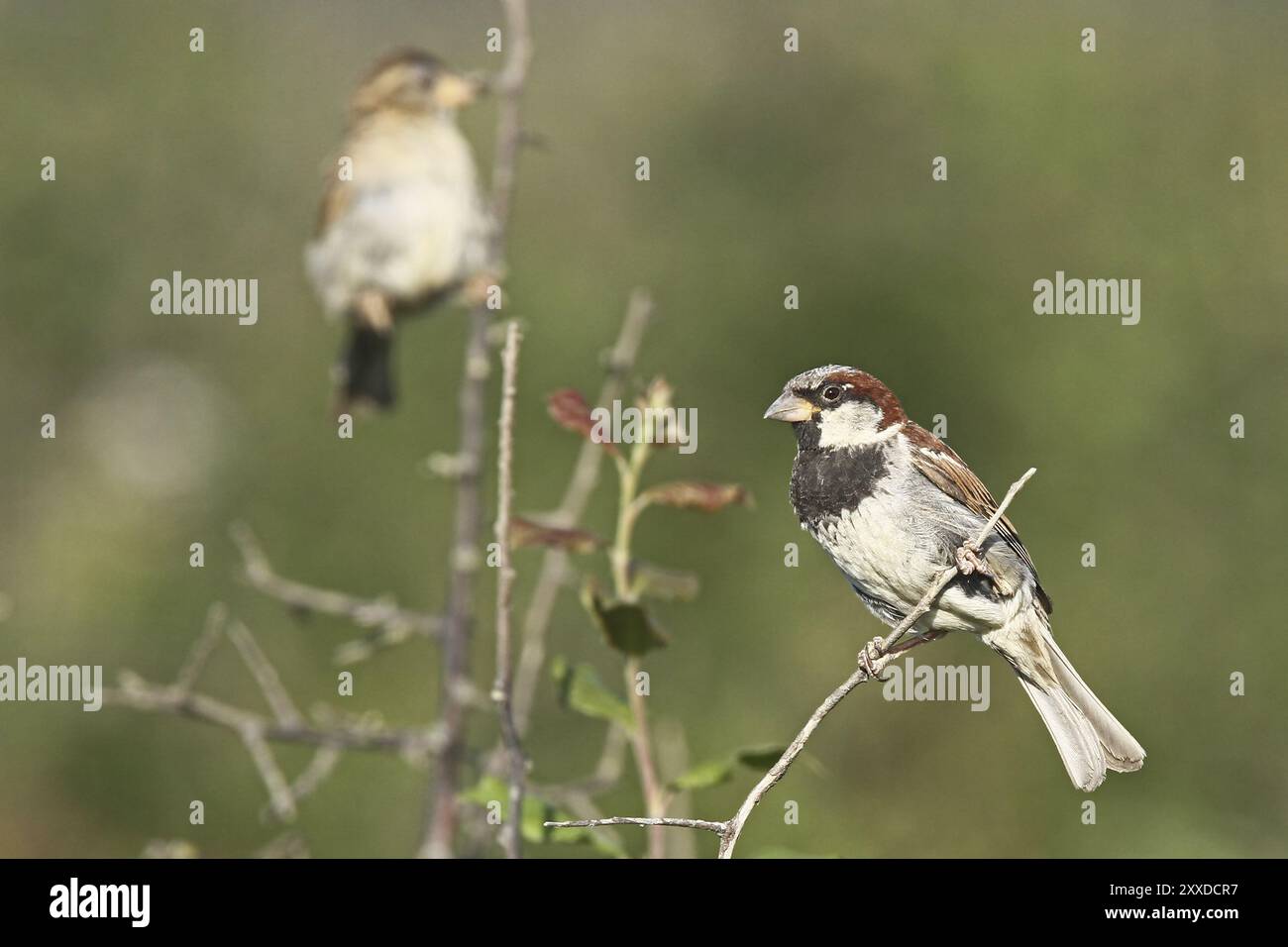 House sparrow photograph hi-res stock photography and images - Alamy