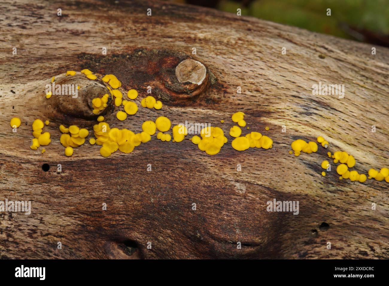 Lemon Yellow Rice Cups Stock Photo - Alamy