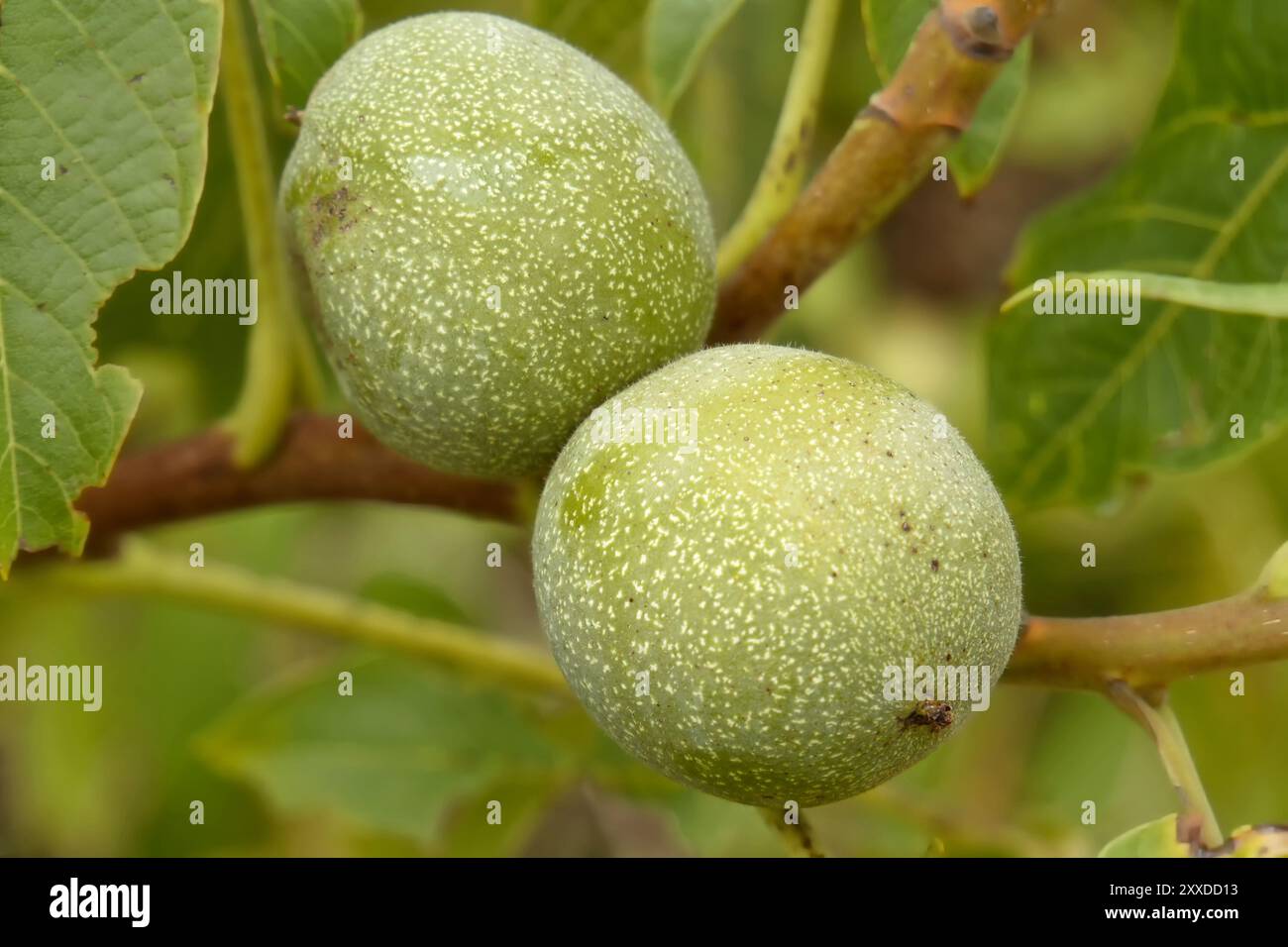 Walnut tree with nut hi-res stock photography and images - Alamy