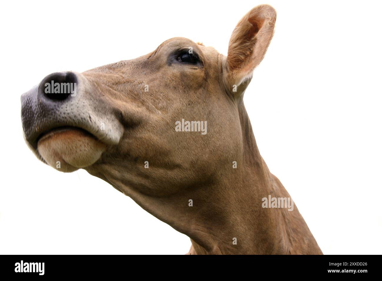 Cow head cut out hi-res stock photography and images - Alamy