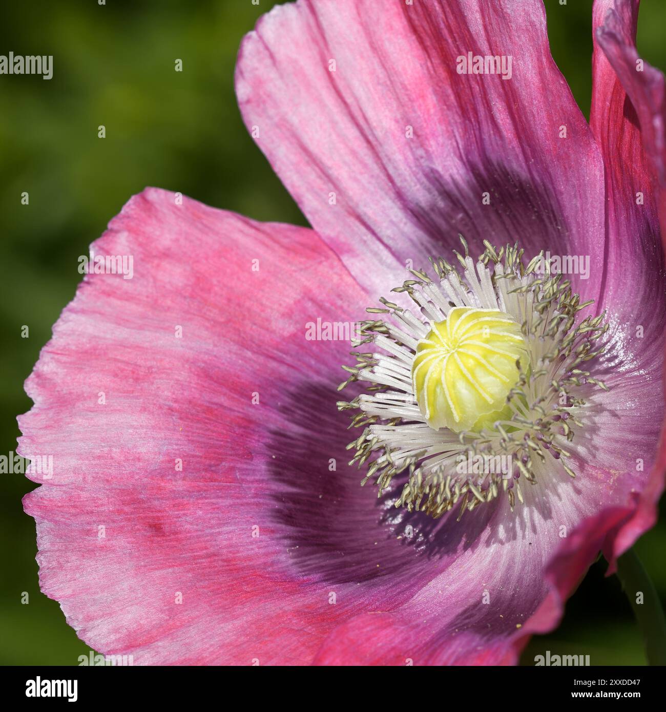 Detailed poppy hi-res stock photography and images - Alamy