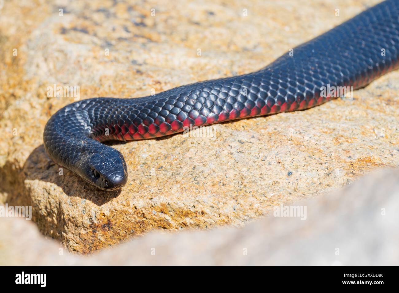Close up of a Red Bellied black snake basking in the sunshine on a rock ...