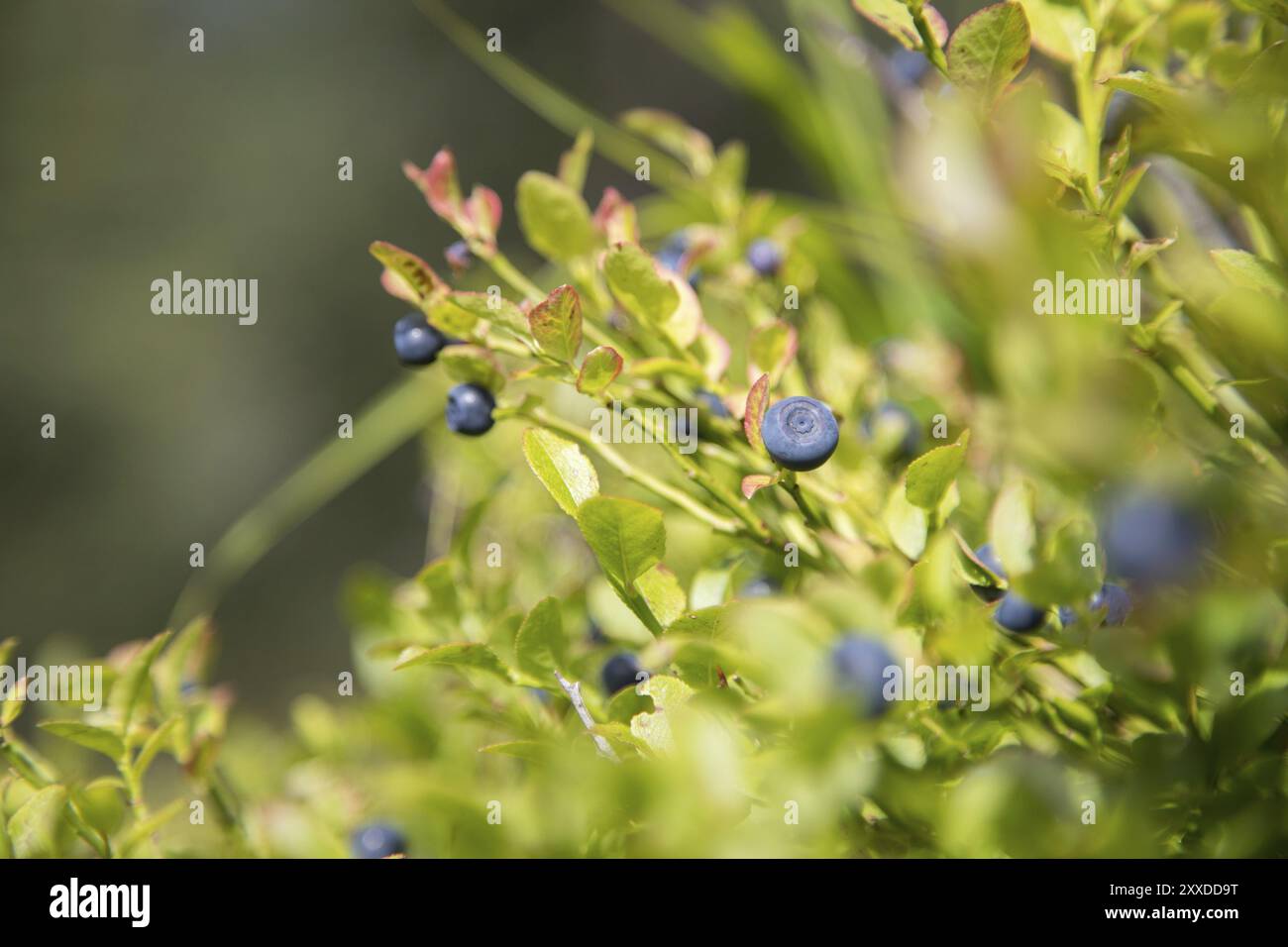 Forest ripe berry blueberry vaccinium hi-res stock photography and ...