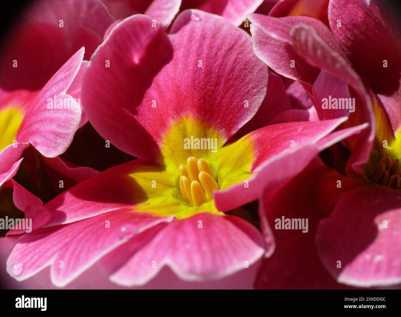 Rosy primrose hi-res stock photography and images - Alamy