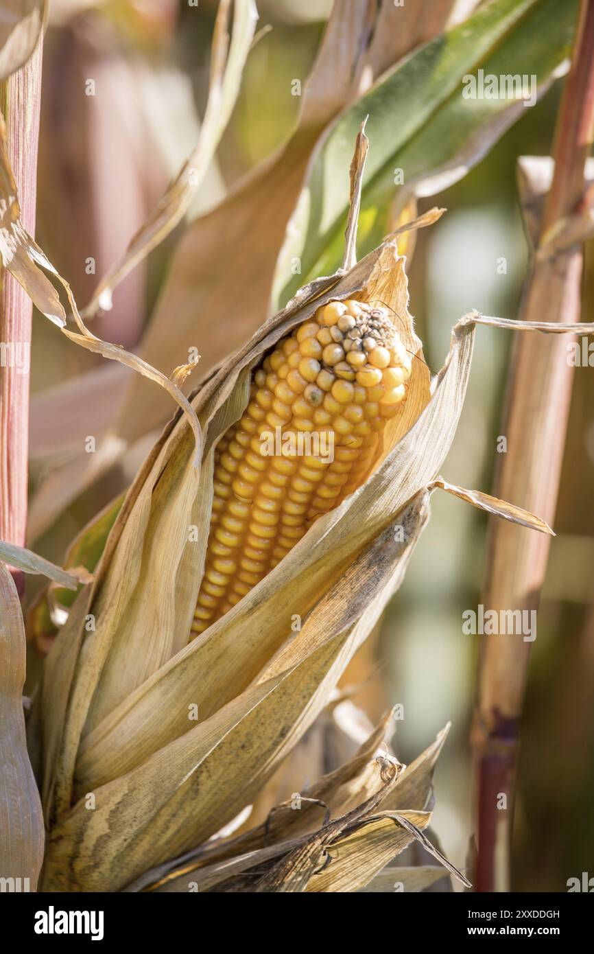 Empty corn cob hi-res stock photography and images - Alamy