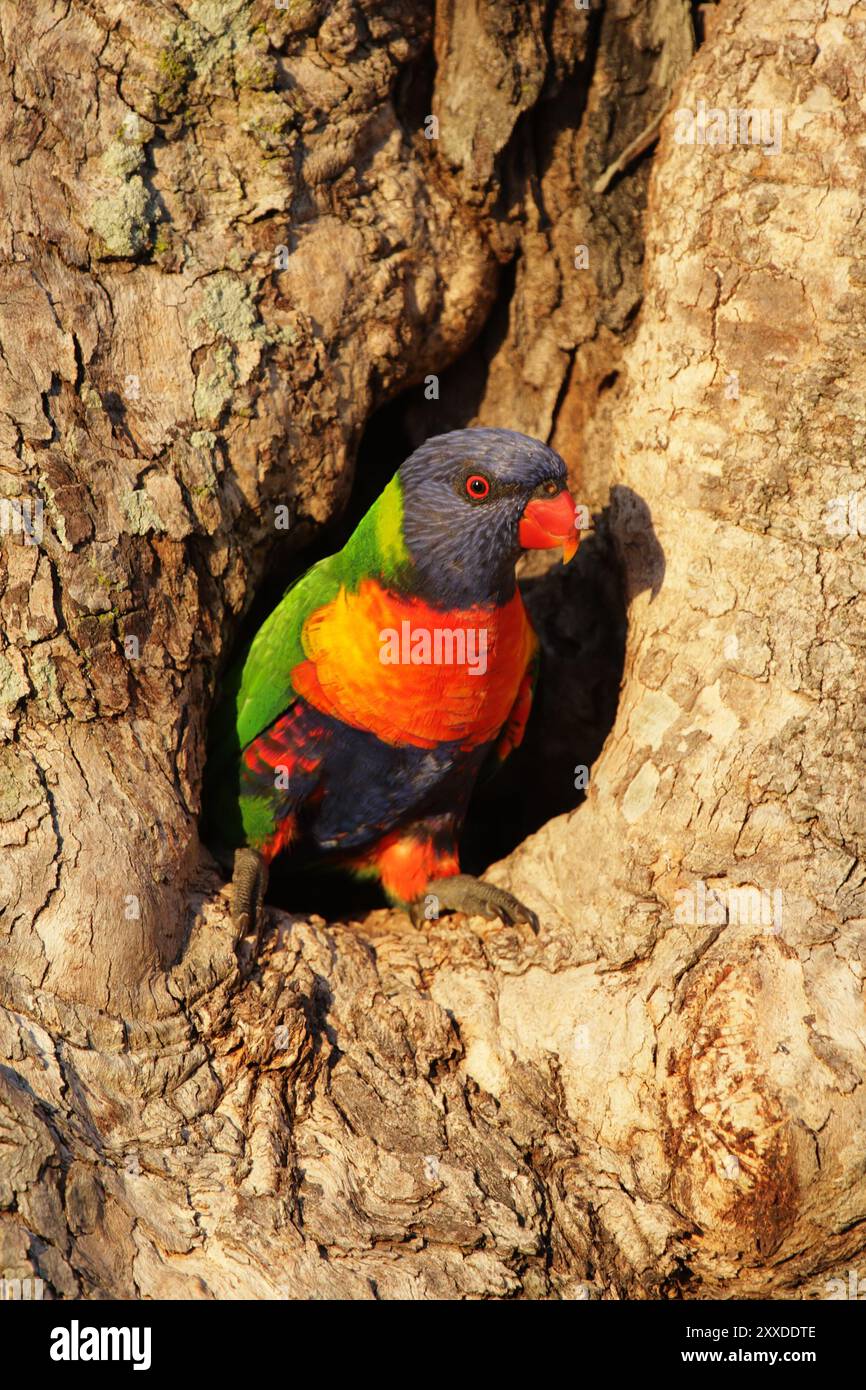 Coconut lorikeet (Trichoglossus haematodus) sitting at his nesting hole ...