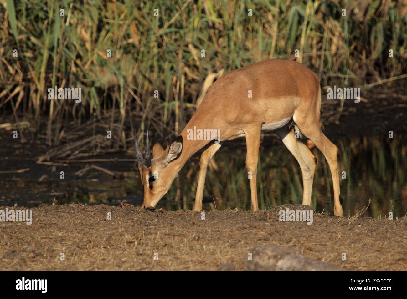 Black-faced impala at the waterhole in Etosha National Park, Namibia ...