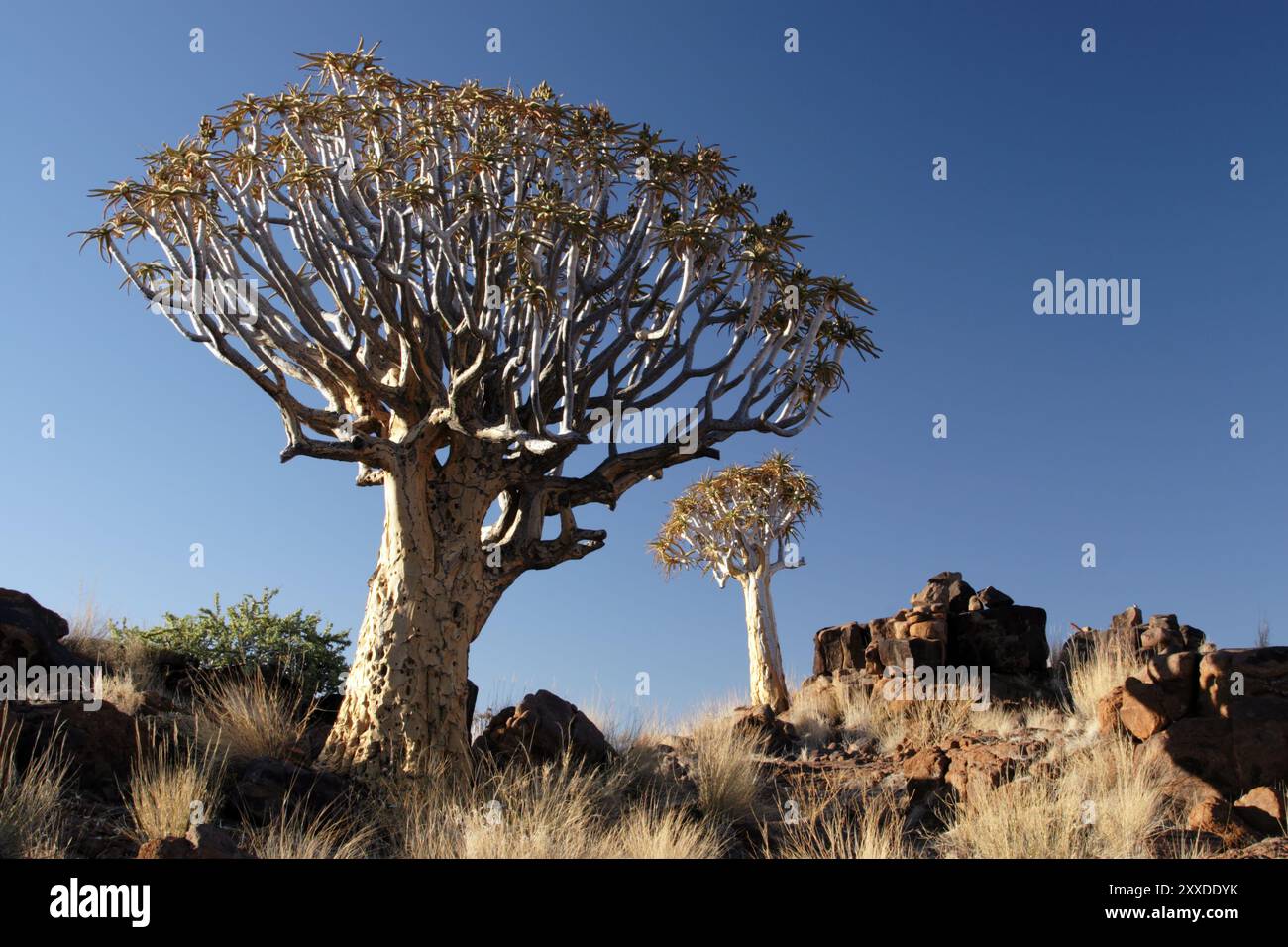 Flowering aloe in namibia hi-res stock photography and images - Alamy