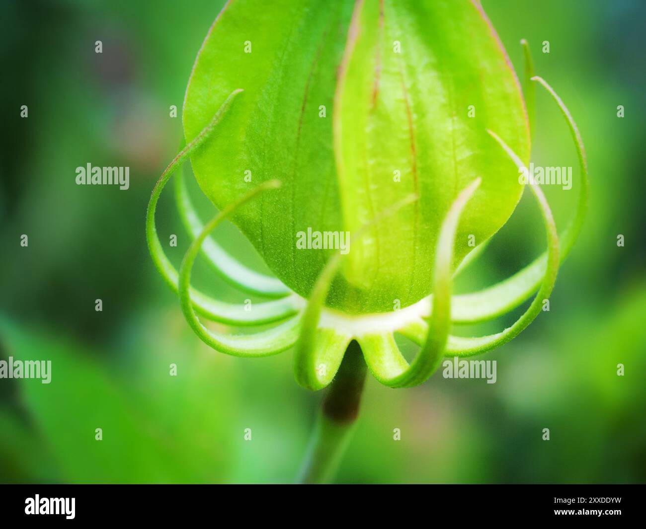 Hibiscus capsule of the still closed flower Stock Photo - Alamy
