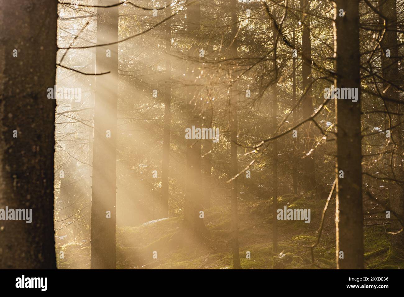 Magical Deep foggy Autumn Forest. Park. Beautiful Scene Misty Old ...