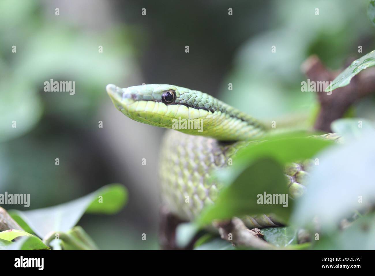 The long-nosed bush snake is a deceptive snake. It has venomous fangs ...