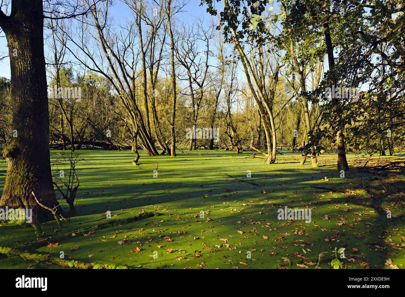 Dead trees in a swamp in autumn light Stock Photo - Alamy