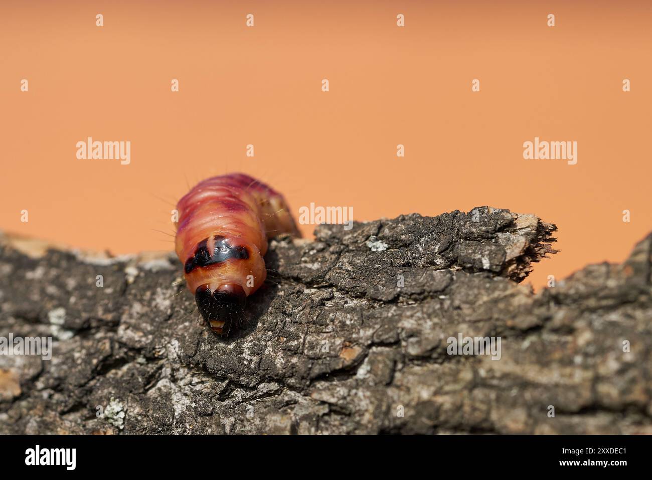 Goat moth cossus insecta hi-res stock photography and images - Alamy
