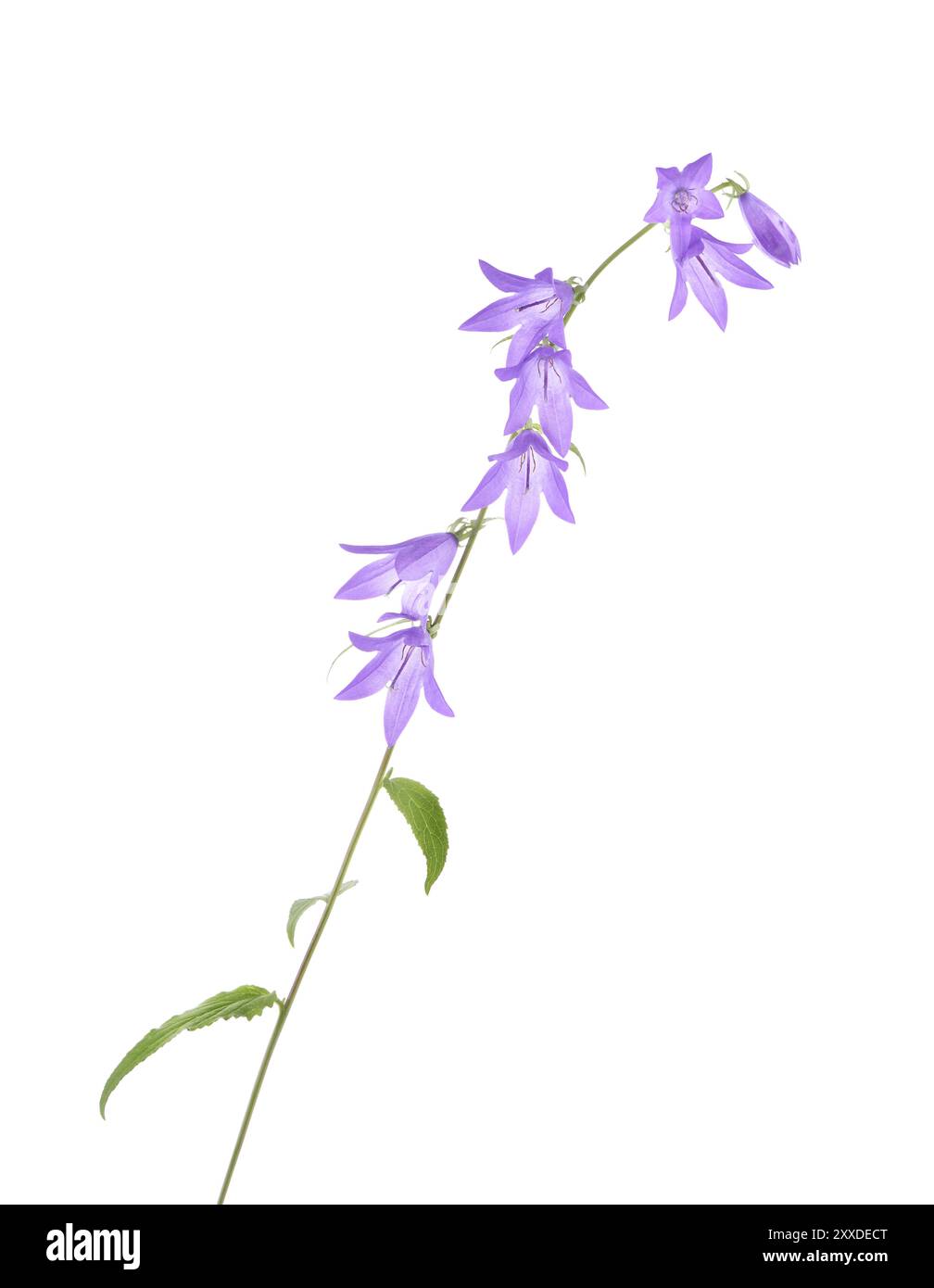 Purple bell flowers on a stem. Creeping bellflower isolated on white ...