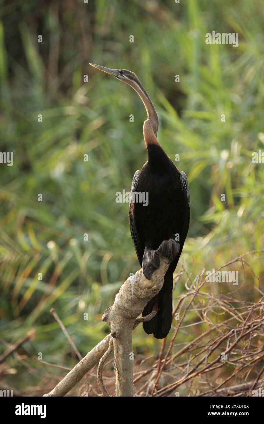 African Darter (Anhinga melanogaster rufa) in the Okavango Delta ...