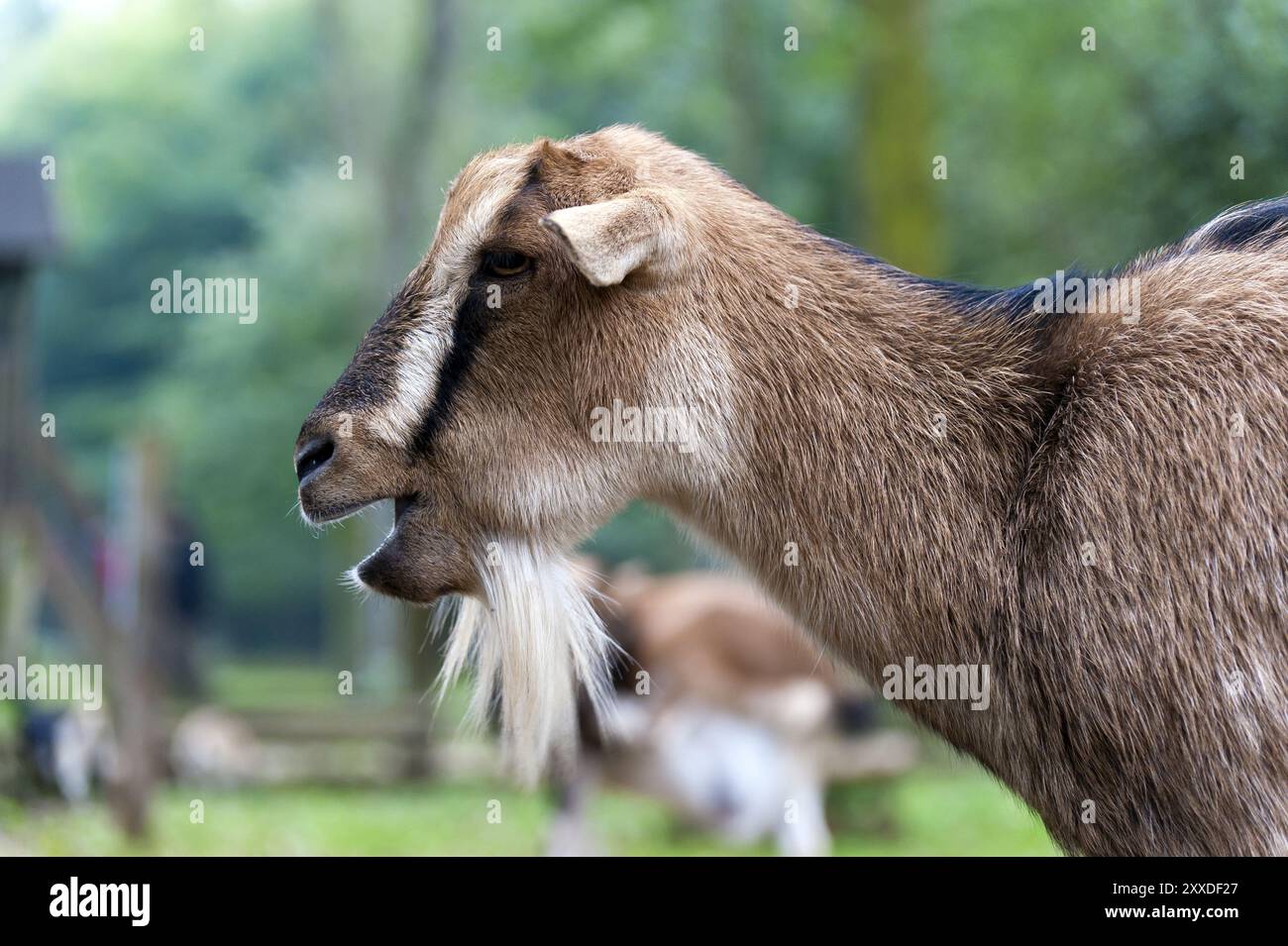 Taco loco hi-res stock photography and images - Alamy