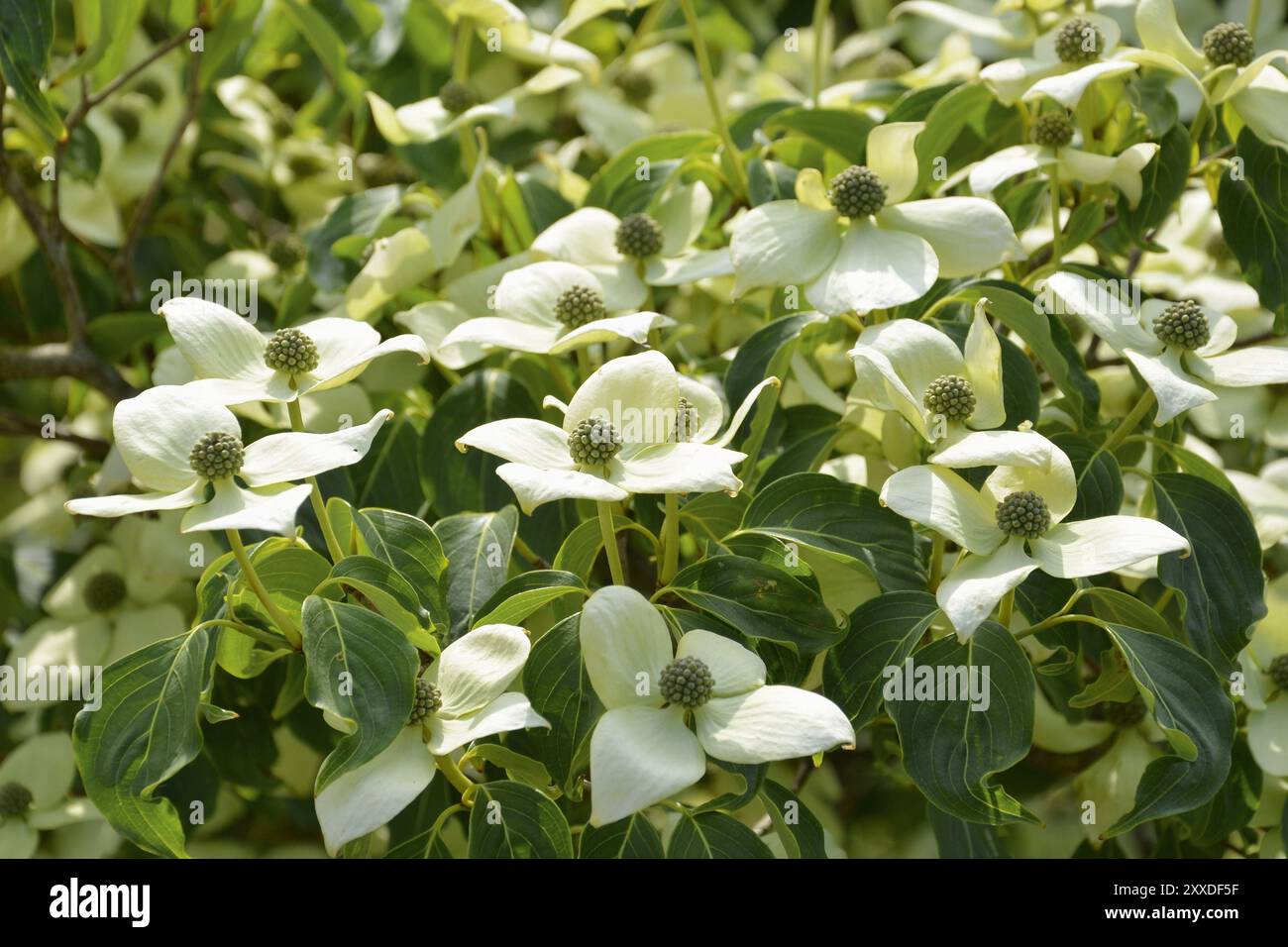 Kousa dogwood (Cornus kousa) variety 'White Fountain', Germany, Europe ...