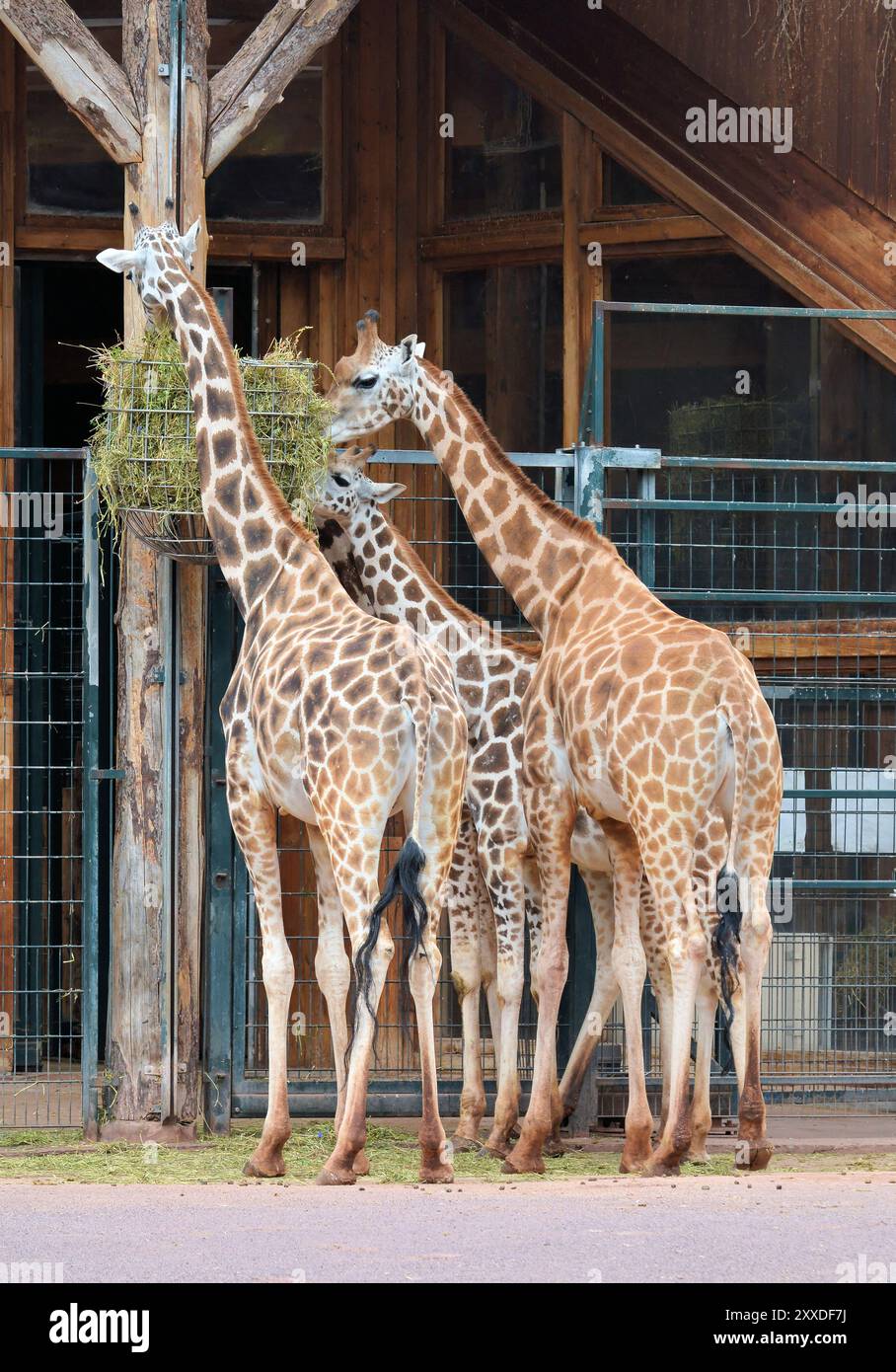Giraffes during feeding at the zoo Stock Photo - Alamy