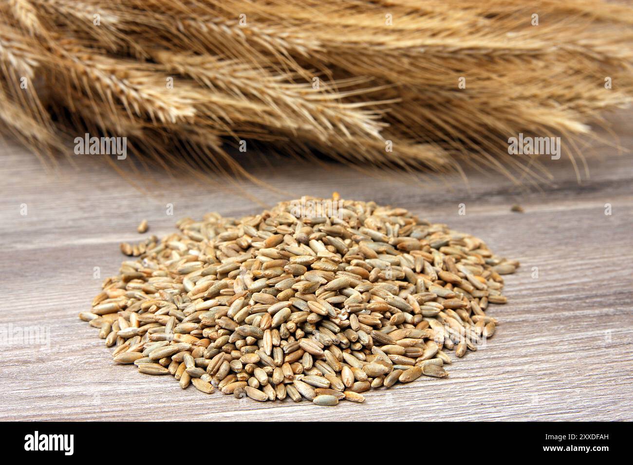 Rye grass seed head hi-res stock photography and images - Alamy