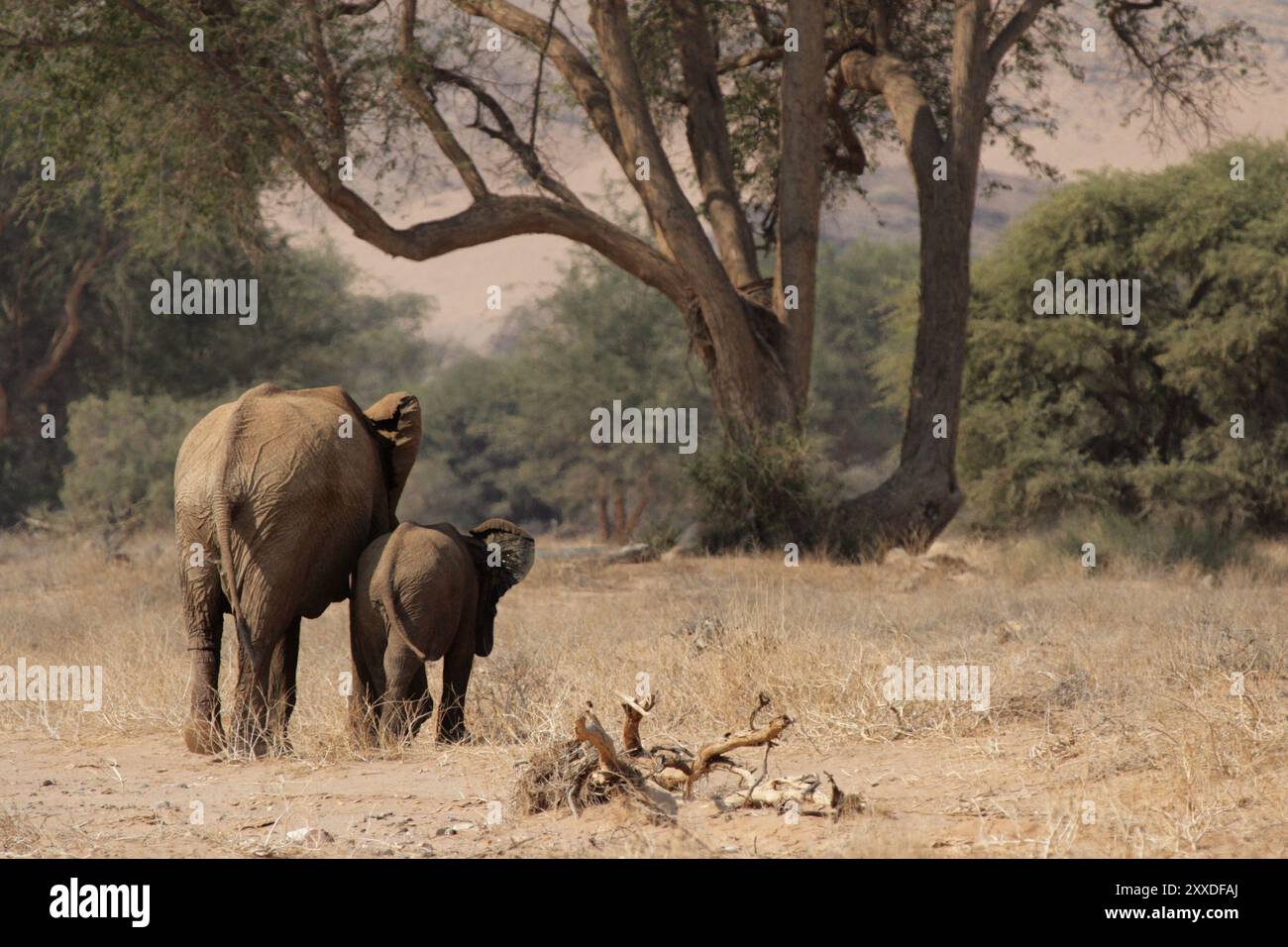 Desert elephants in the dry riverbed of the Huab River, Damaraland ...