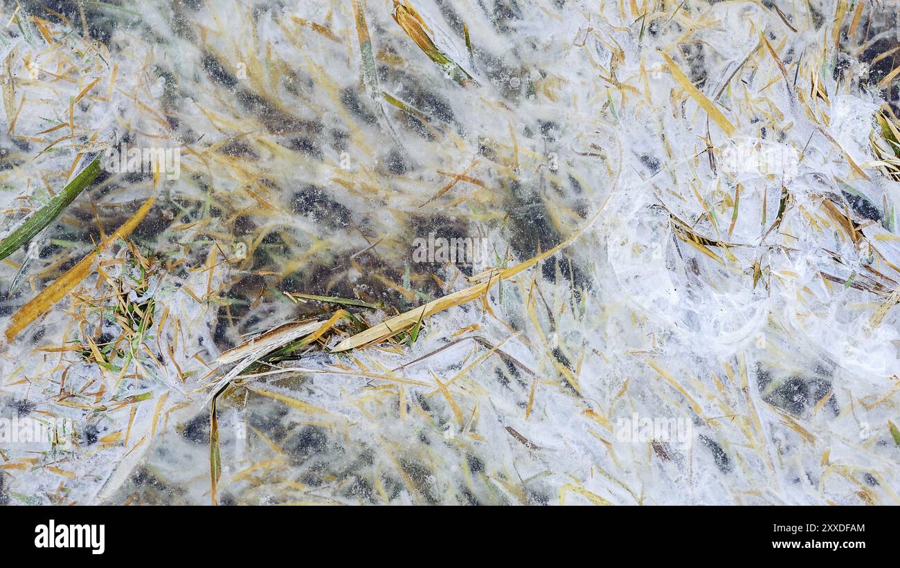 Blades of grass in the ice hi-res stock photography and images - Alamy