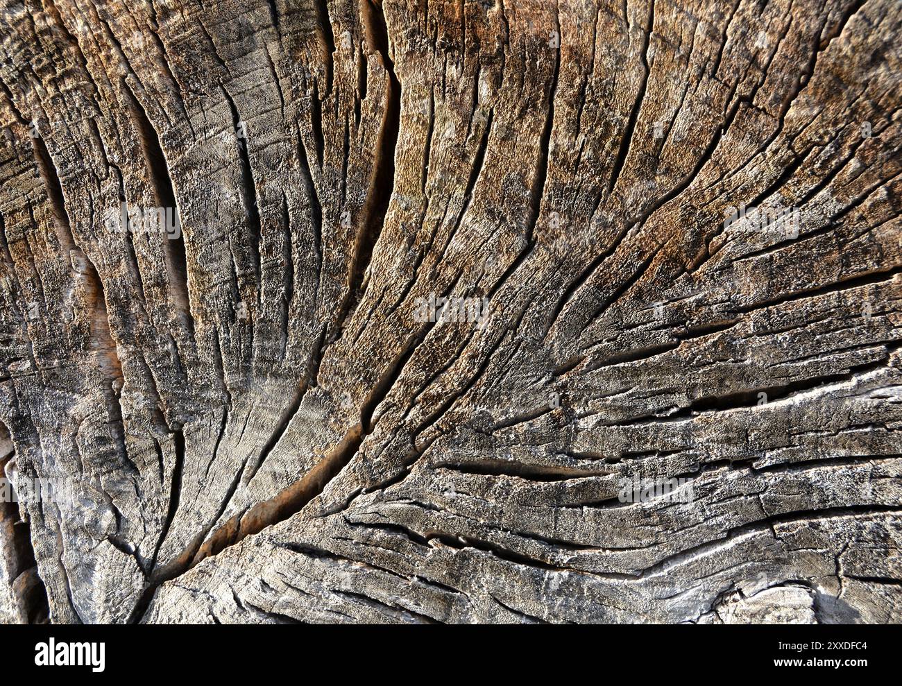 Surface of a sawed-off tree trunk Stock Photo - Alamy