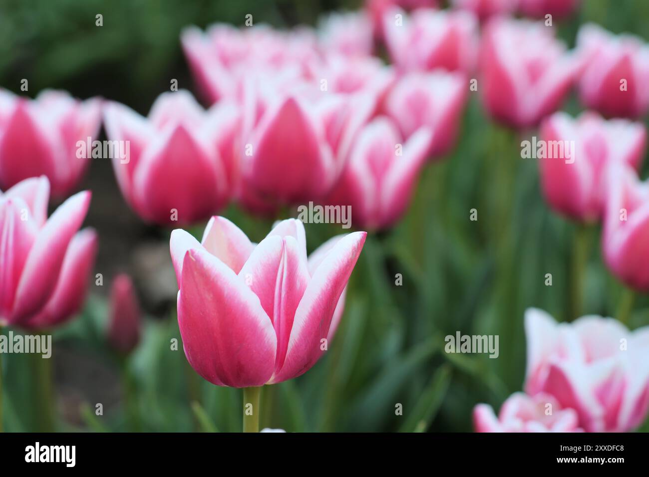 Tulip field in spring Stock Photo - Alamy