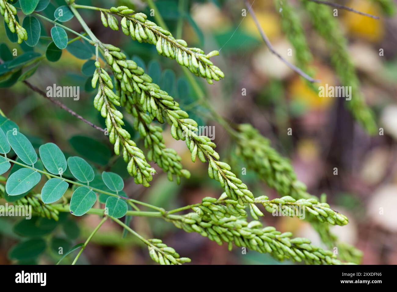 Desert false indigo, Amorpha fruticosa fruits and leaves closeup ...