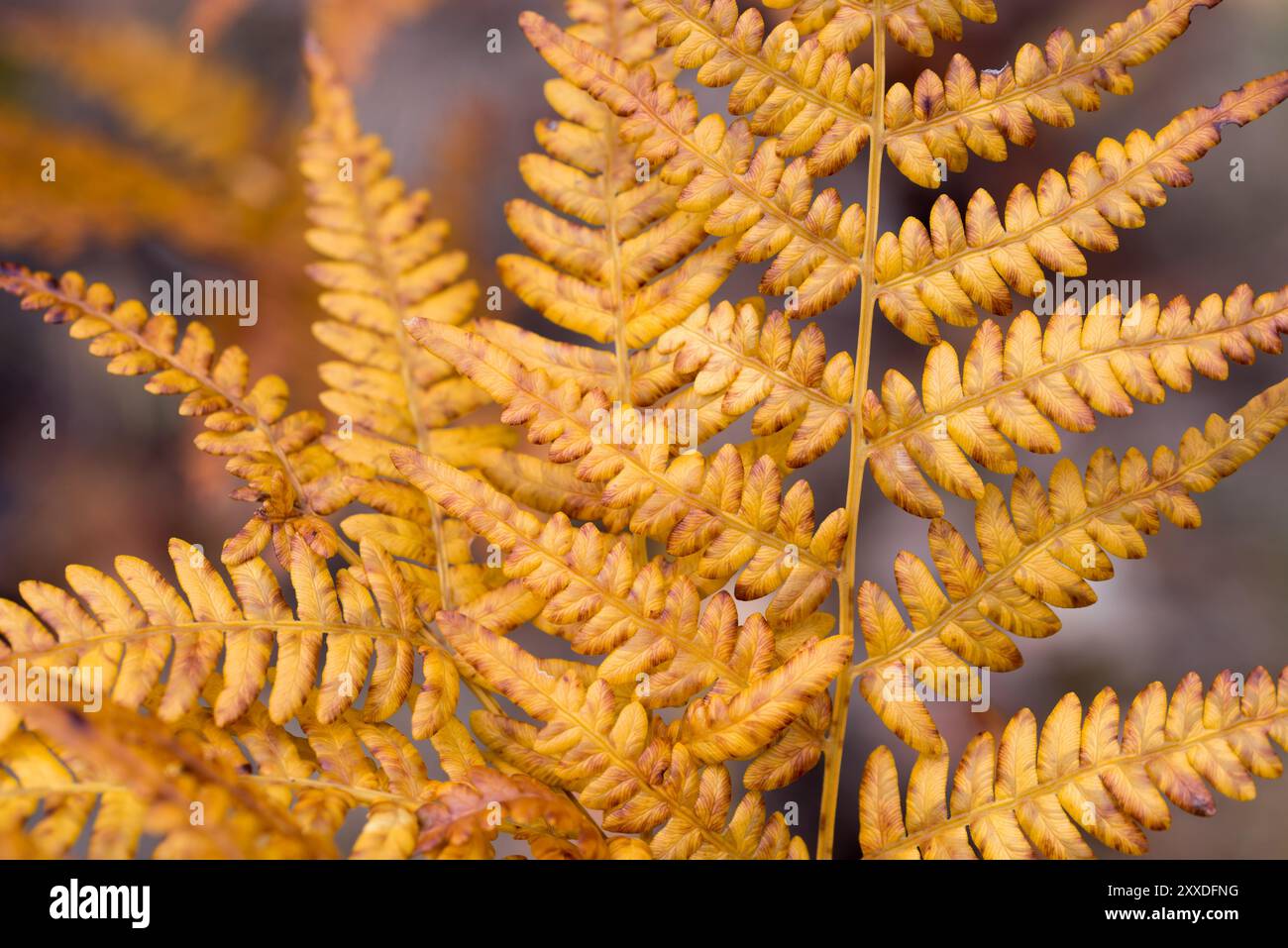 Common bracken, Pteridium aquilinum, orange autumn leaves closeup ...