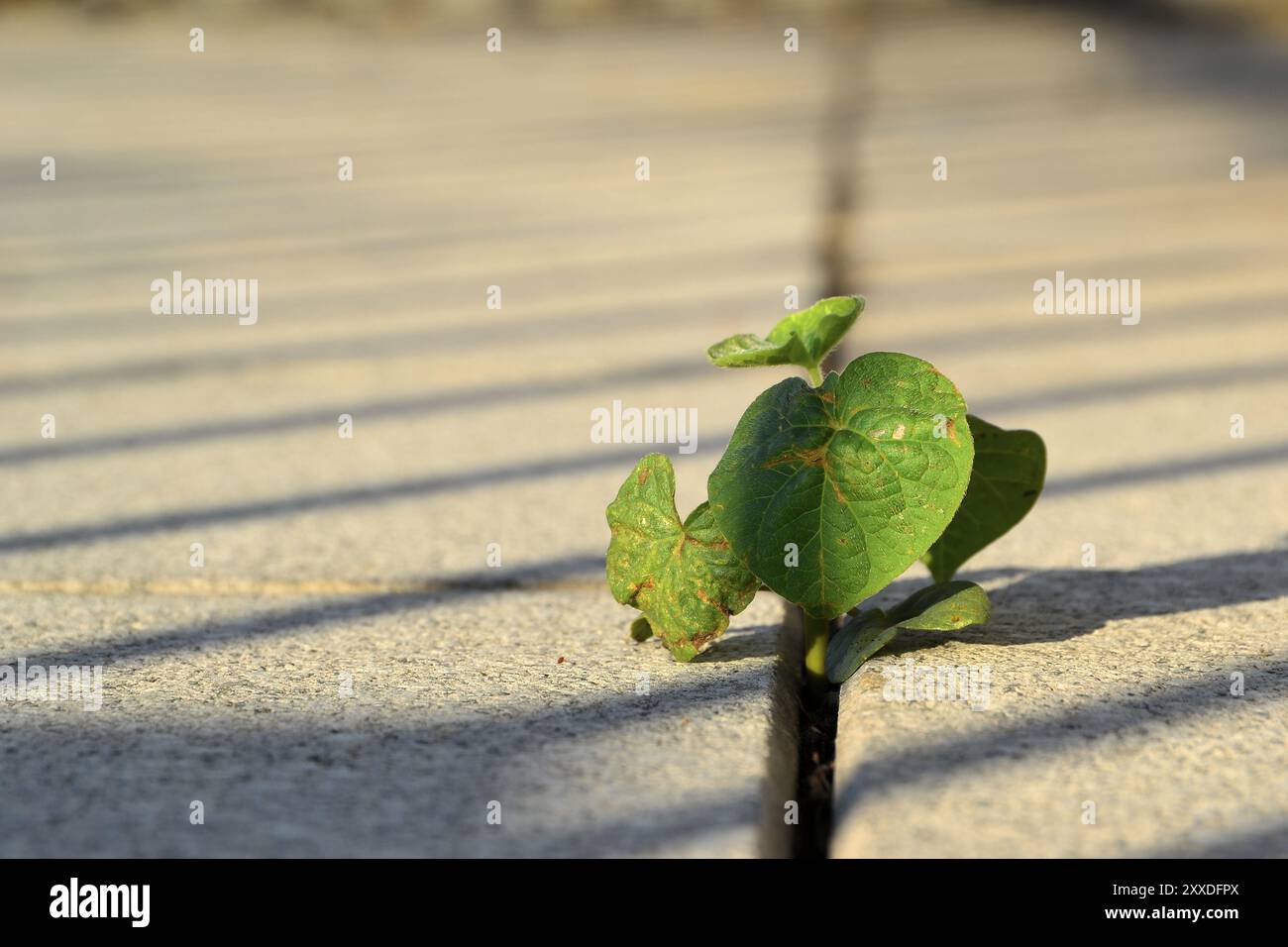A plant's fight for survival Stock Photo - Alamy
