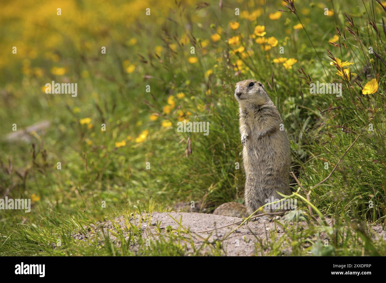 American ground squirrel family hi-res stock photography and images - Alamy