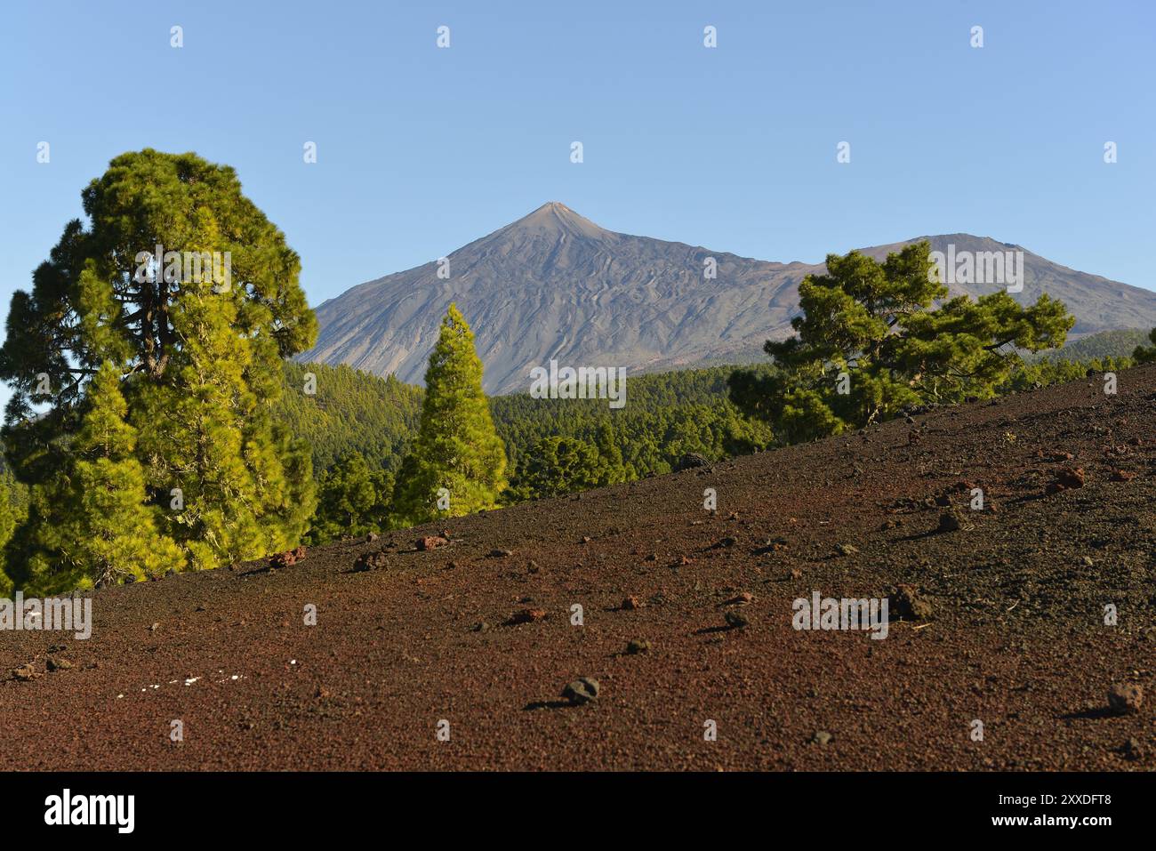Volcanic landscape with Canary Island pines, pine trees and volcanoes ...