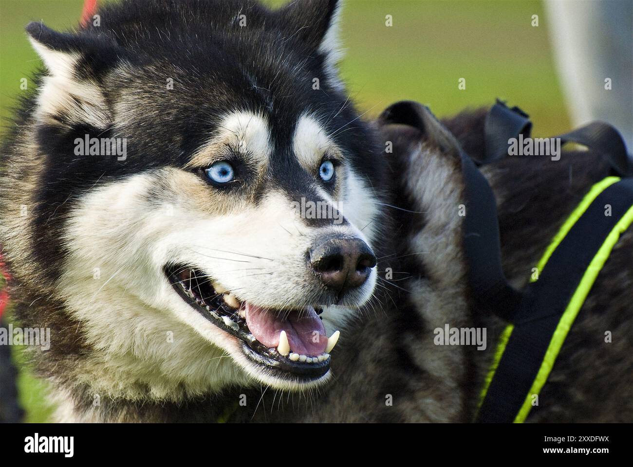 Husky with an aggressive look back Stock Photo - Alamy