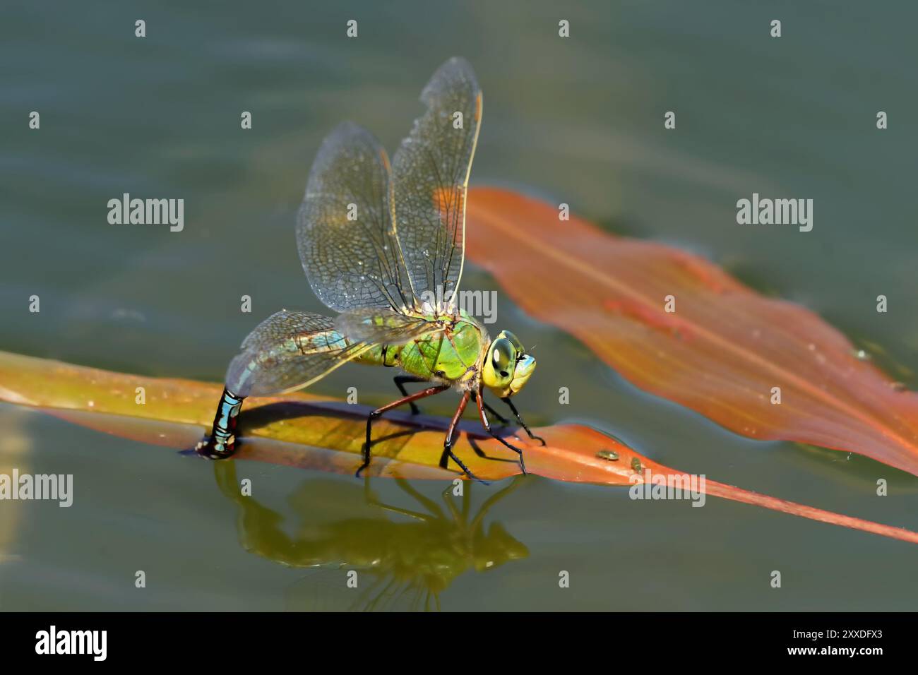 Odonata egg hi-res stock photography and images - Alamy