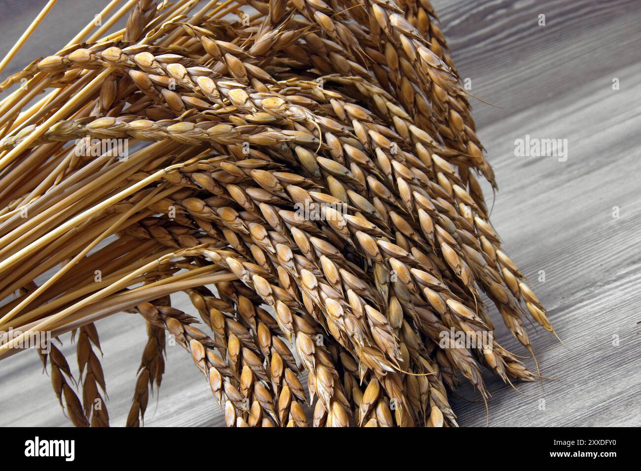 Spelt flower hi-res stock photography and images - Alamy
