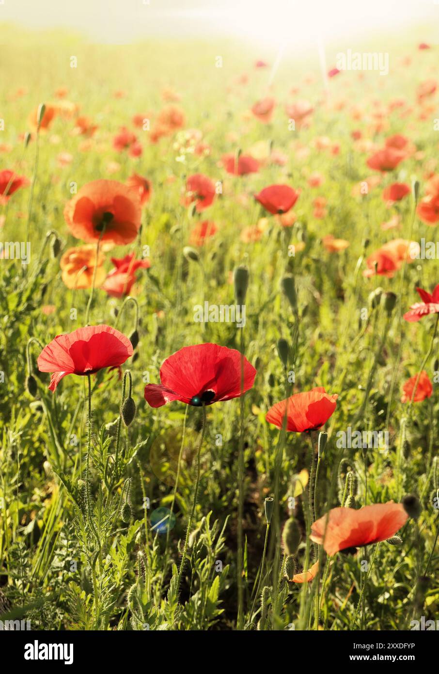 Field of poppies with beautiful morning sun using as natural background ...