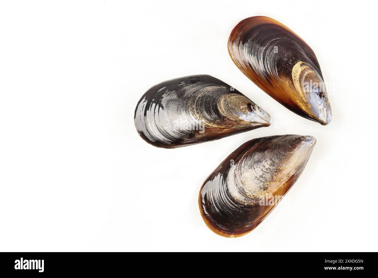An overhead photo of three raw mussels, shot from above on a white ...