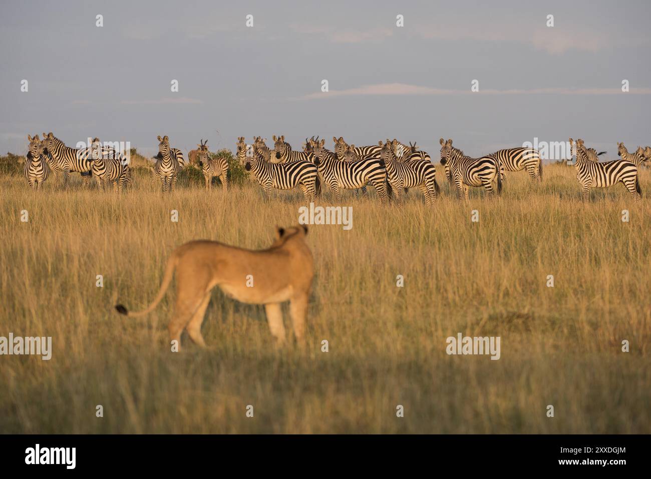 Savanna lion zebra hi-res stock photography and images - Alamy