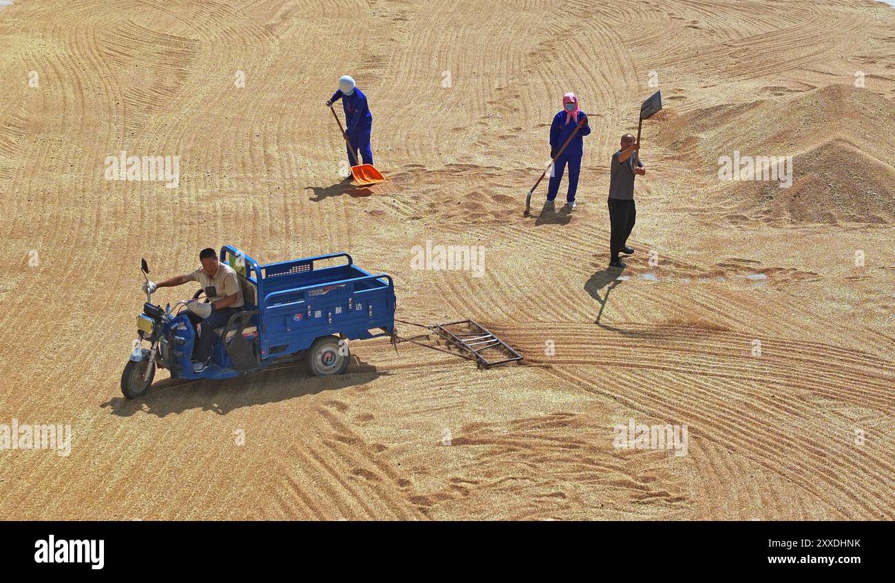 Aerial photo shows farmers drying wheat in Zhangye City, northwest ...
