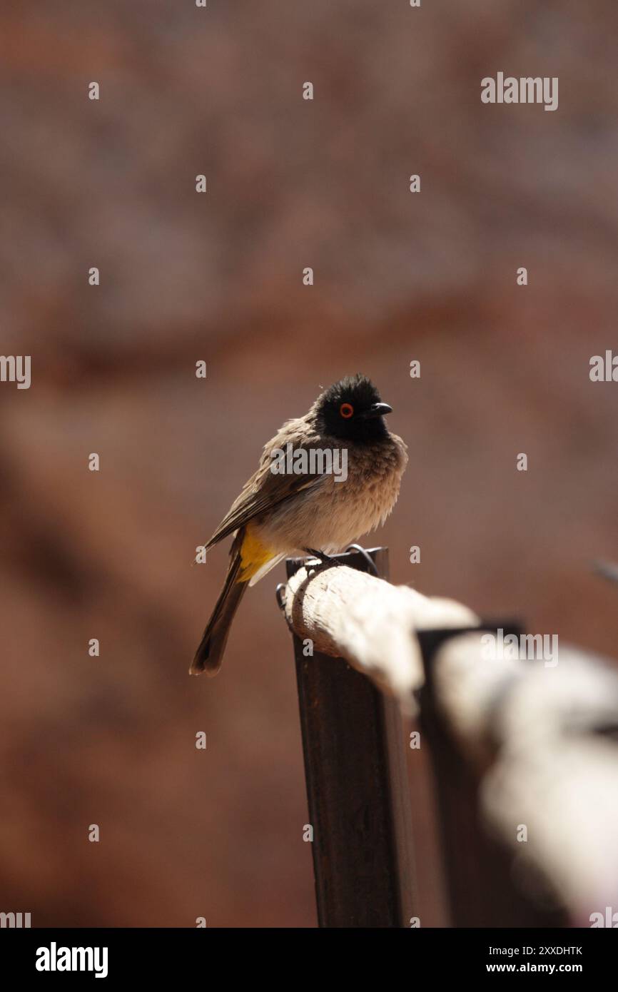 African red-eyed bulbul (Pycnonotus nigricans), Red-eyed Bulbul Stock ...