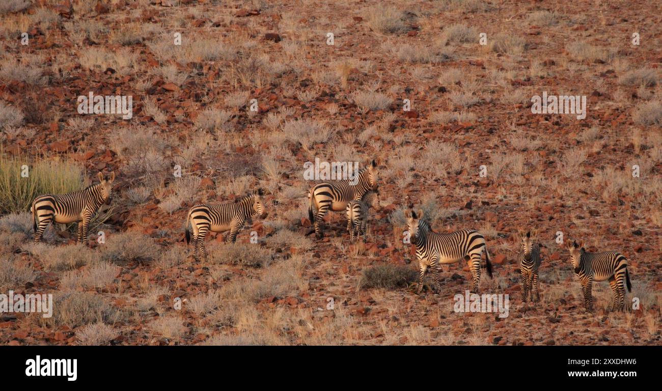 Mountain zebras (Equus zebra hartmannae), also known as Hartmann's ...
