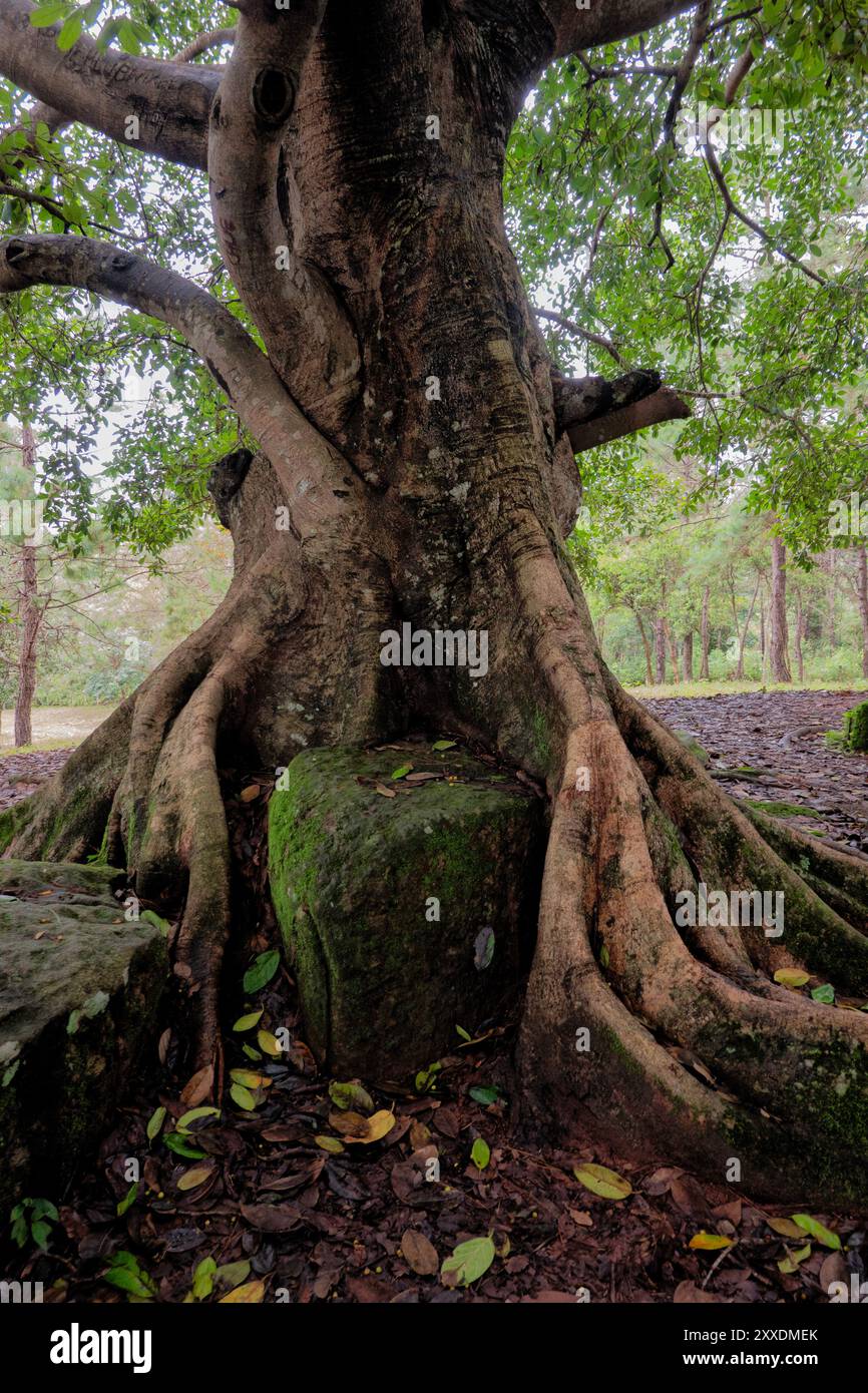 UNESCO World Heritage Plain of Jars Site 2 Phonsavan, Xieng Khouang ...