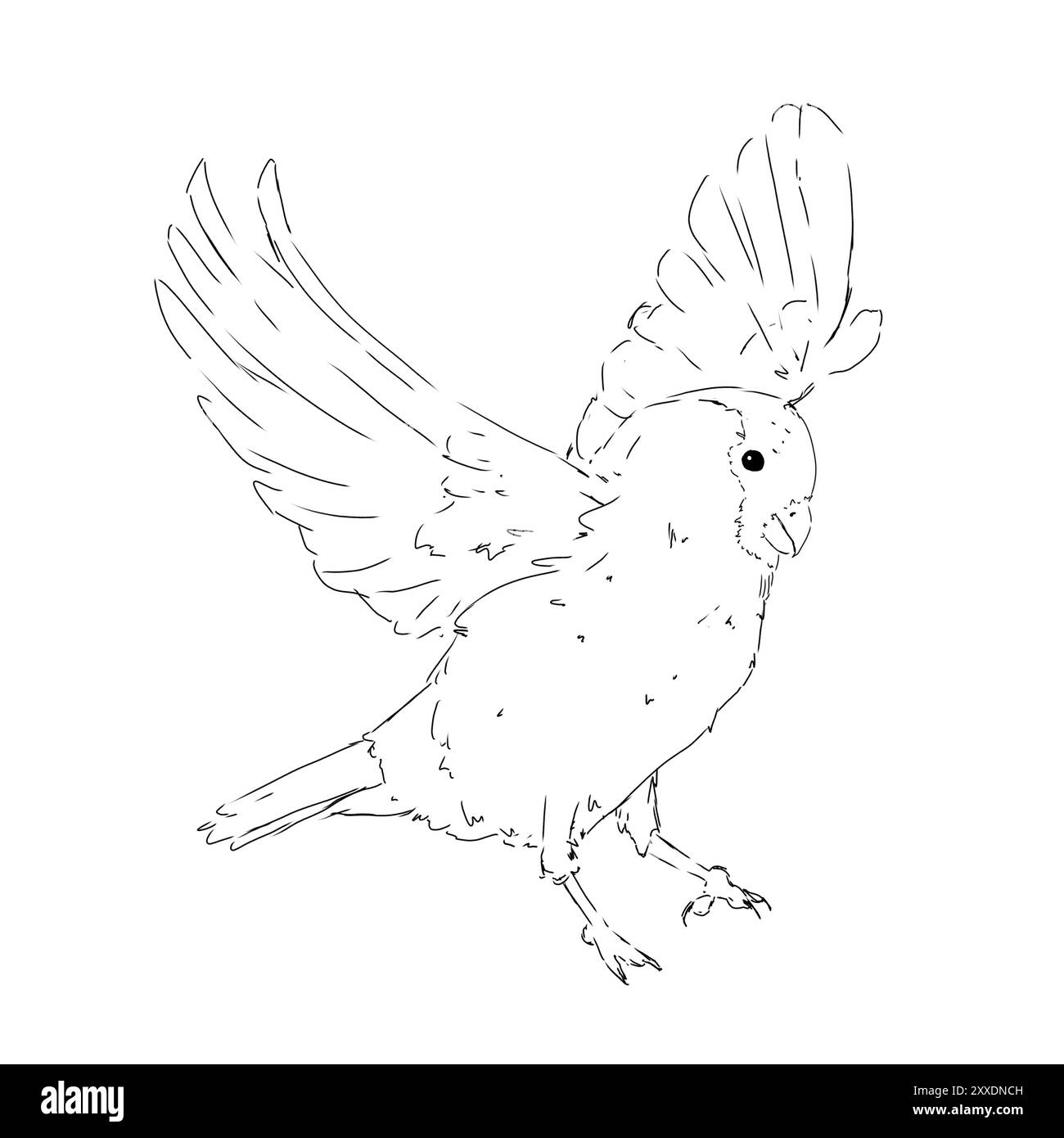 Bullfinch bird in flight black and white illustration Stock Photo - Alamy