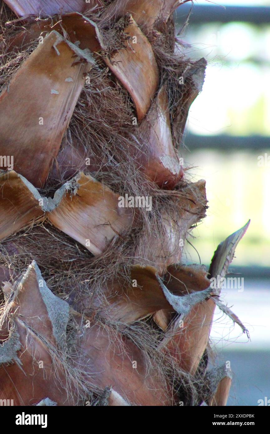 Tropical species palm tree hi-res stock photography and images - Alamy