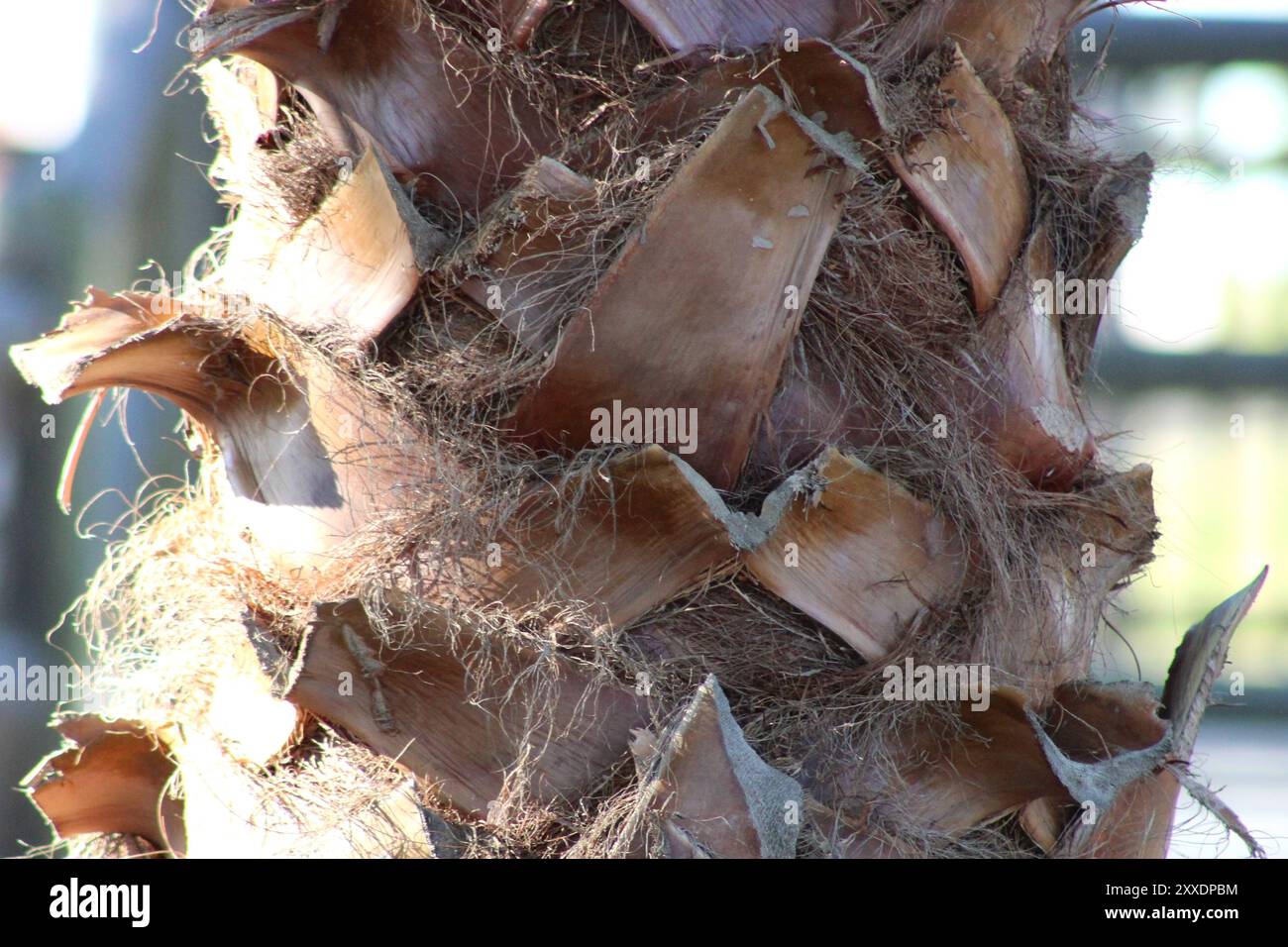 palm tree trunk up close Stock Photo - Alamy