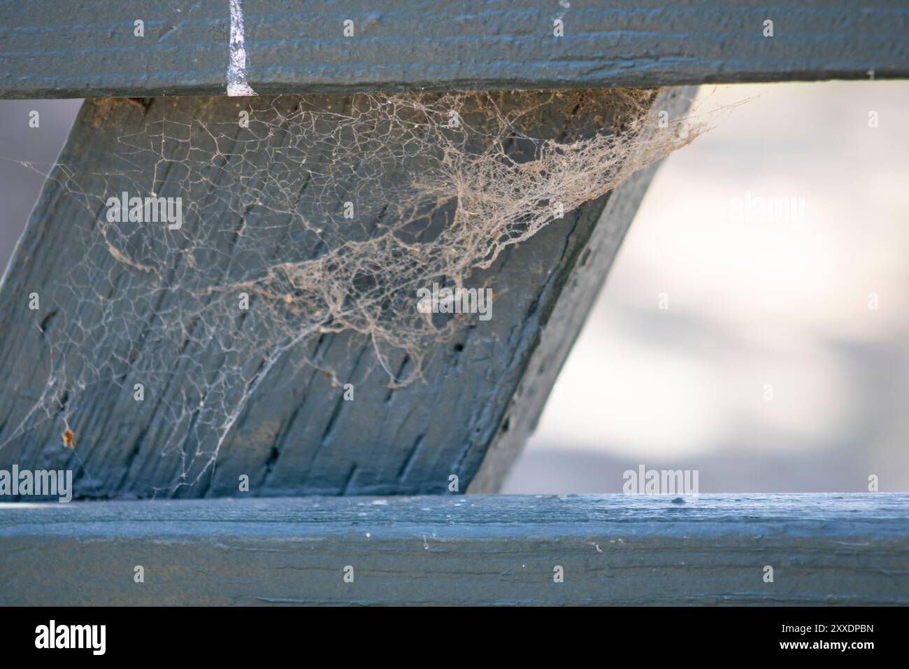 Spider web thin threads hi-res stock photography and images - Alamy